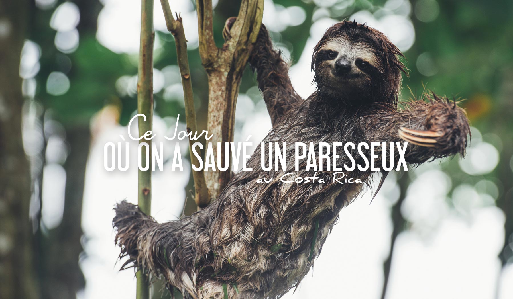 COSTA RICA | CE JOUR OÙ ON A SAUVÉ UN PARESSEUX