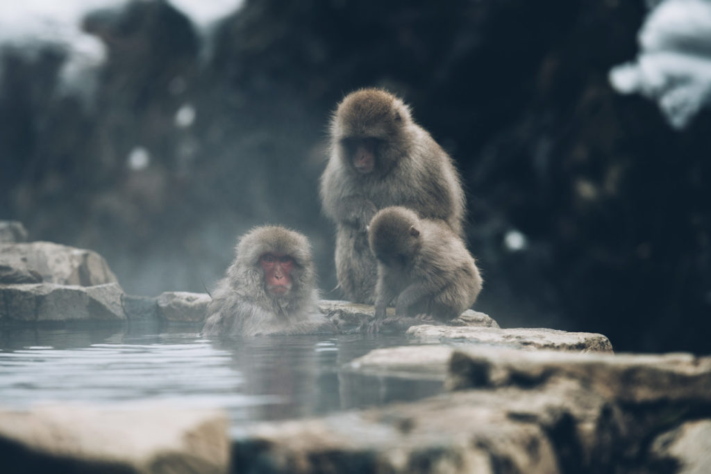 JAPON |VOIR LES SINGES AU SNOW MONKEY PARK VAUT-IL LE DETOUR?
