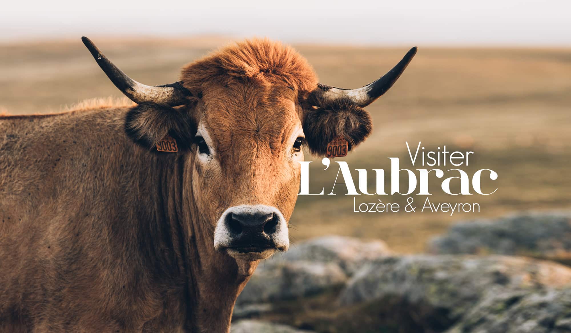 QUE FAIRE EN AUBRAC ? NOS INCONTOURNABLES