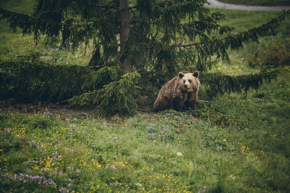 Visiter les Grisons en Suisse, que faire et voir en famille