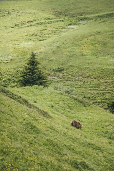 Visiter les Grisons en Suisse, que faire et voir en famille